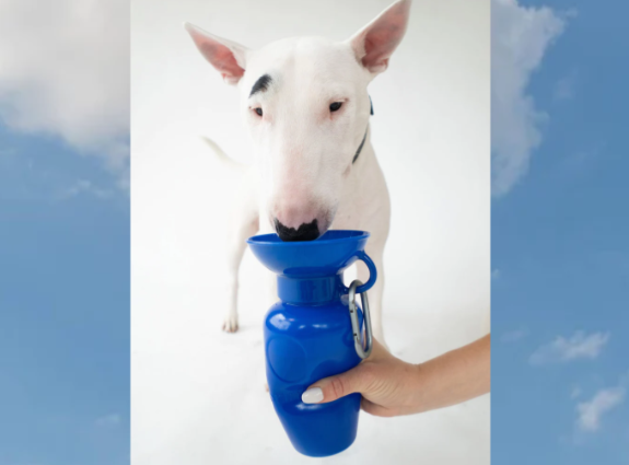 On The Go Dog Water Bottle Bowls – AKC Museum of the Dog Store